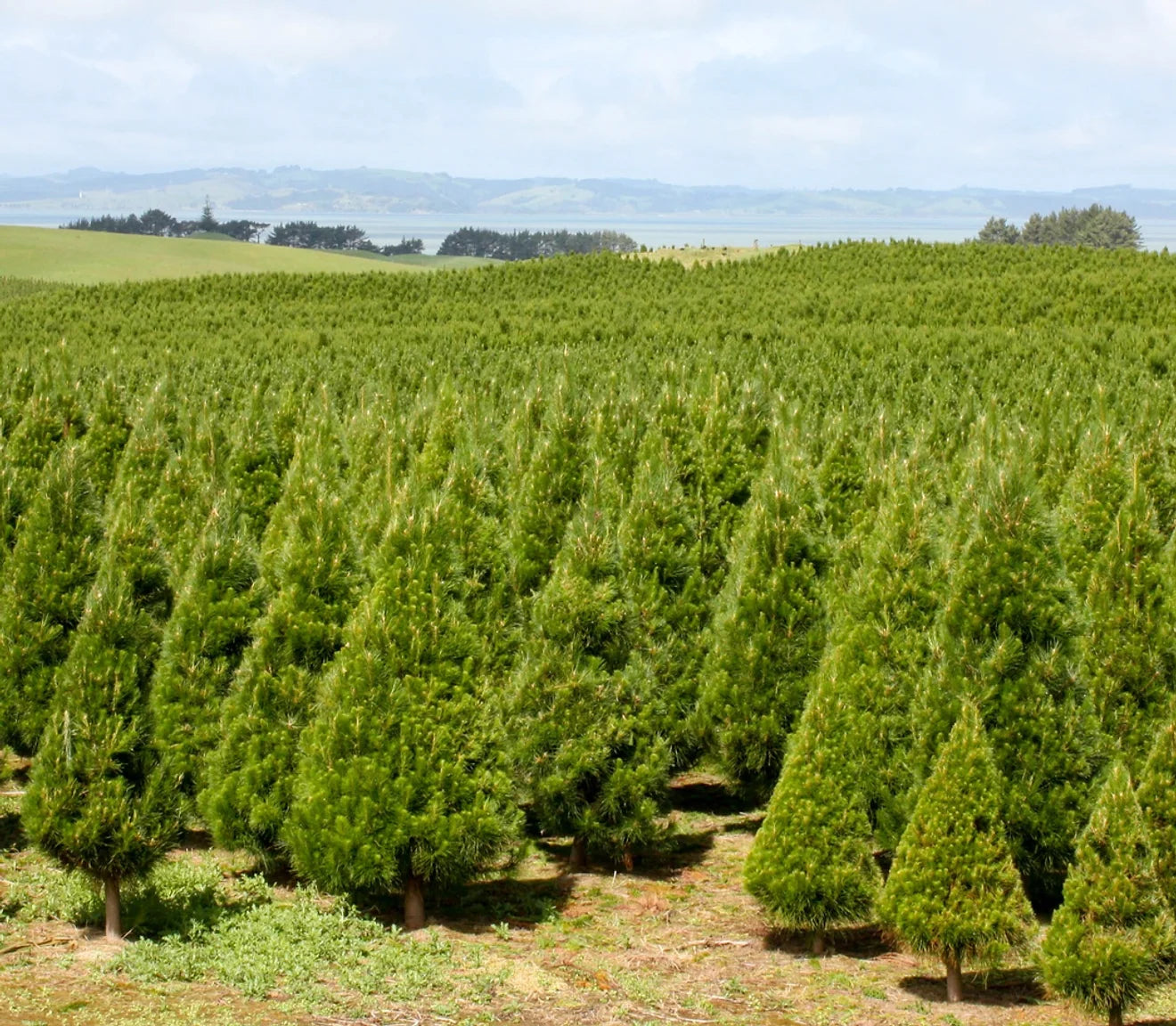 Christmas Trees | Click & Collect – Mike's Xmas Trees