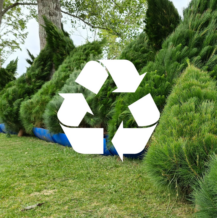 Tree Removal – Mike's Xmas Trees