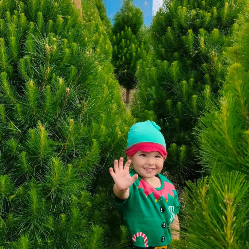 7 Foot Christmas Tree | 2.1m - Click & Collect – Mike's Xmas Trees