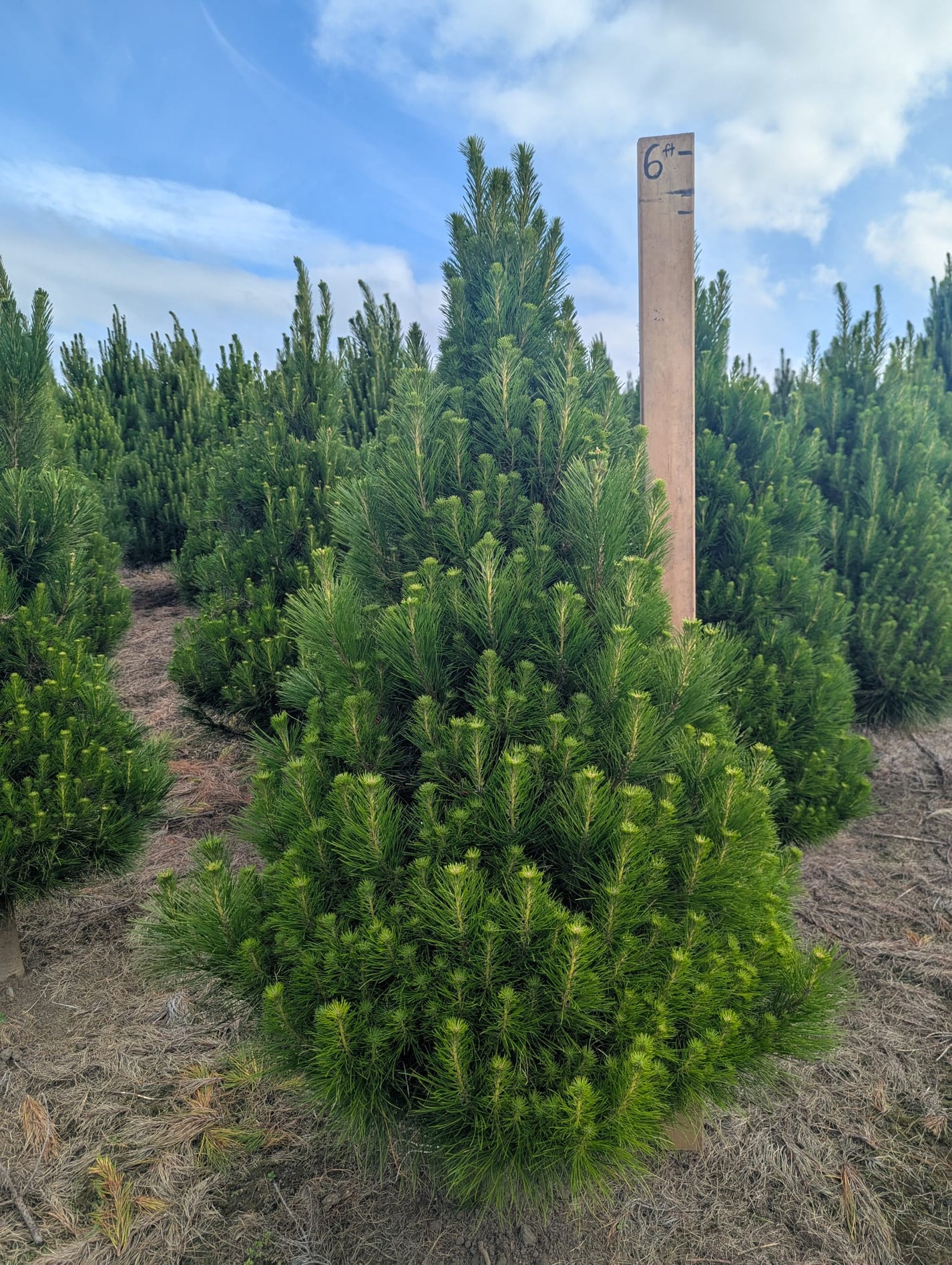 Medium Christmas Tree | 6 Foot – Mike's Xmas Trees